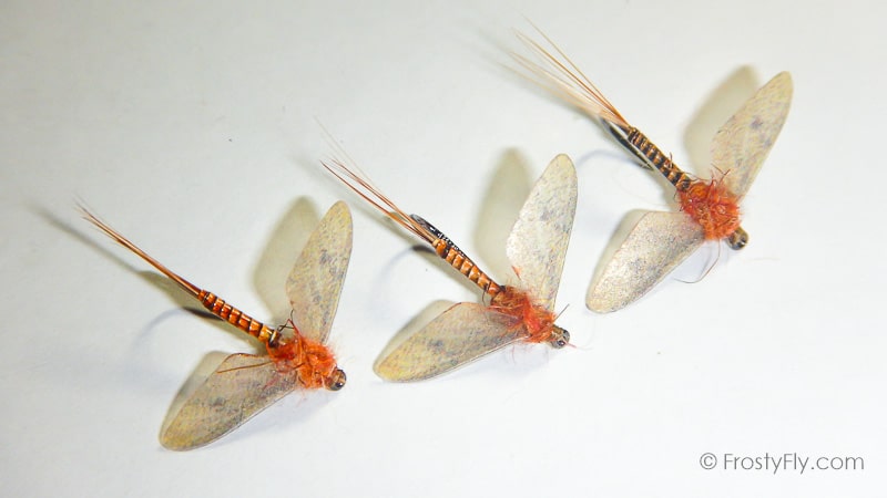 Fly Tying with Corey: Rusty Spinner – Frosty Fly