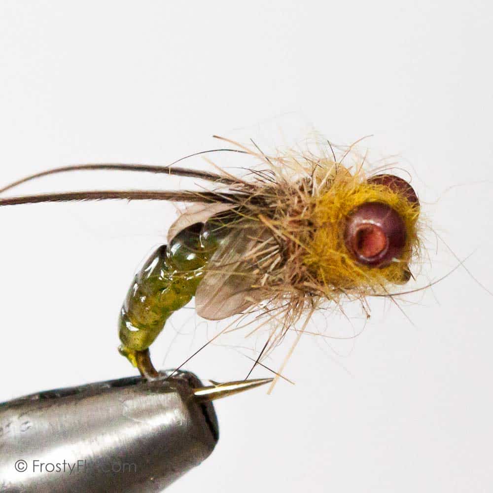 Nymphs for Fly Fishing | Realistic & Euro Nymph Patterns – Frosty Fly